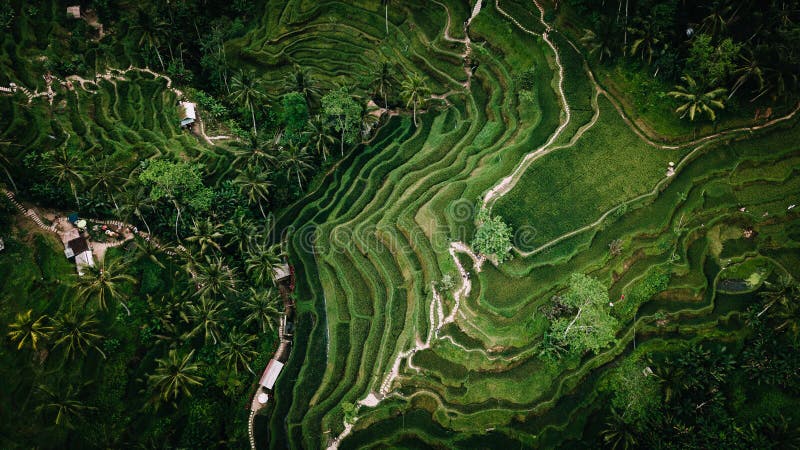 Aerial Picture of Rice Plantation in Bali Stock Image - Image of ...