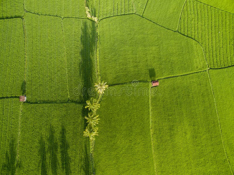 Beautiful Aerial Green Rice Field and Hut in the Morning Stock Photo ...