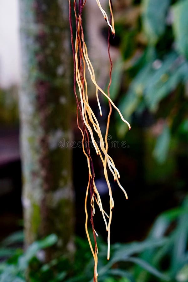 Aerial roots stock photo. Image of jungle, adventitious - 95125026