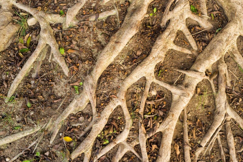 Gnarled aerial tree roots stock image. Image of organ - 9807635