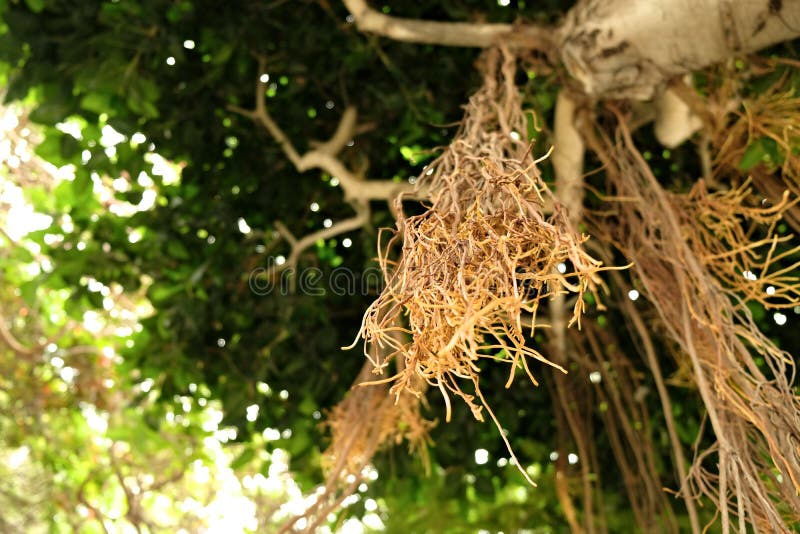 Roots of a Banyan Tree stock image. Image of plant, ficus - 23366335