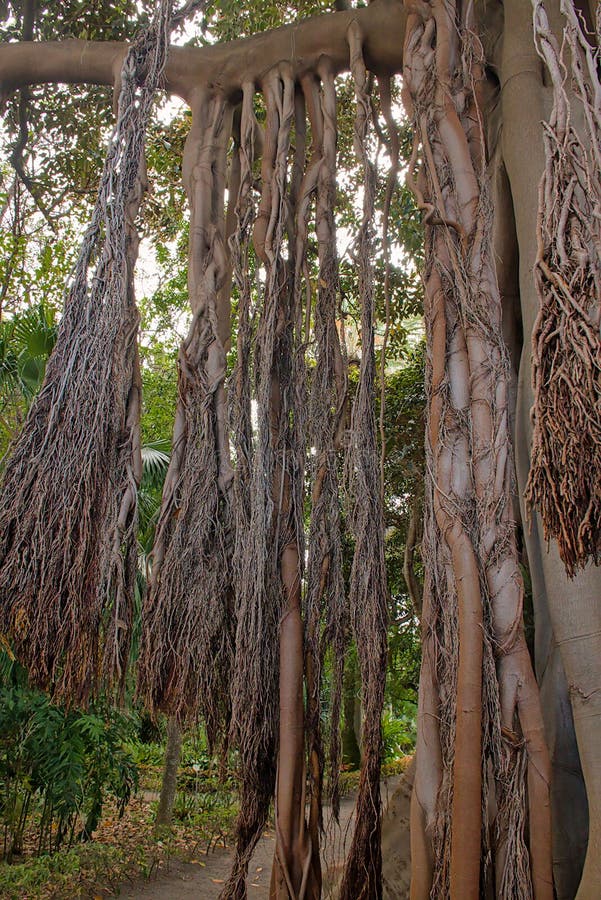 Aerial Roots of a Banyan Fig Tree Stock Image - Image of deciduous ...
