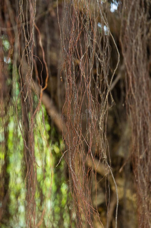 Aerial Roots stock image. Image of aerial, trunk, ecosystem - 44035295