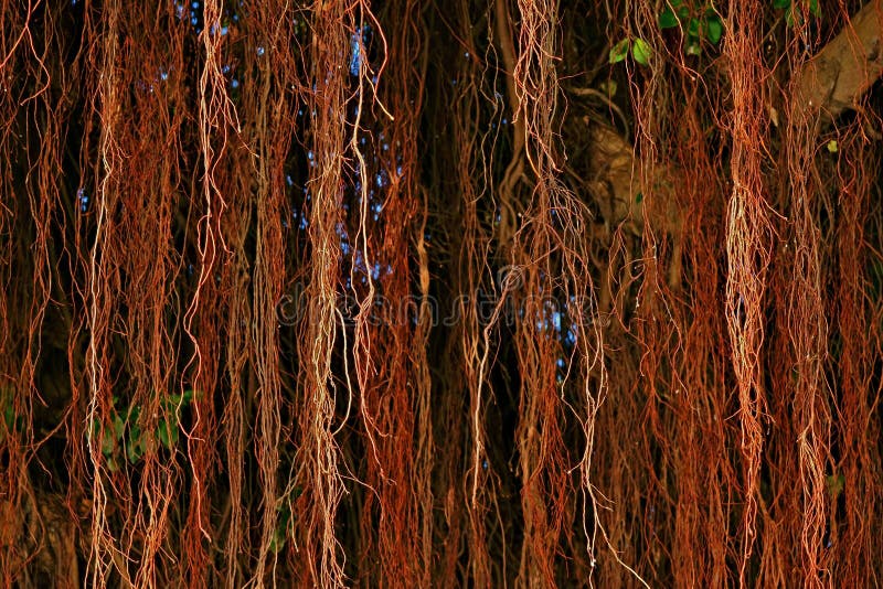 Aerial roots stock photo. Image of laurel, clinging, ficus - 87097362