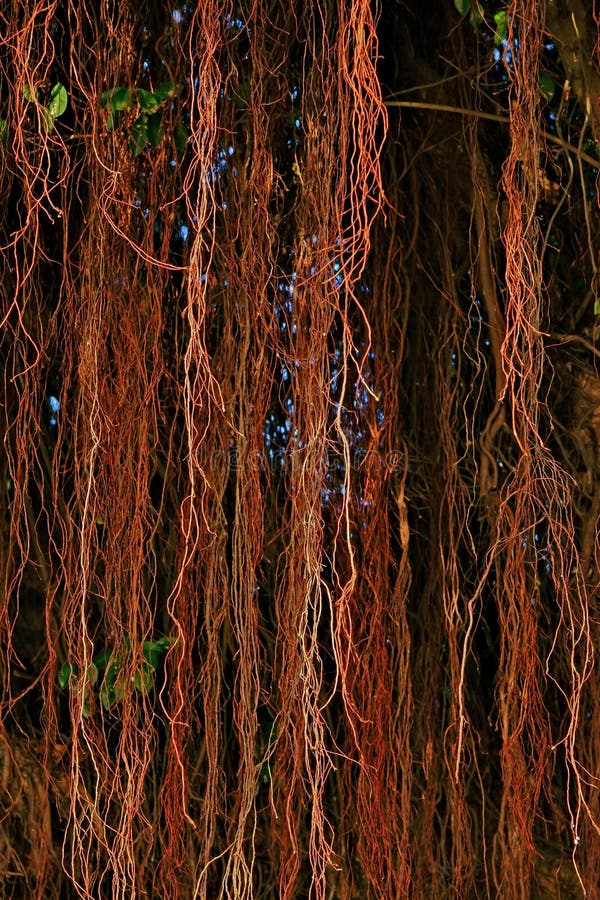 Aerial roots stock photo. Image of ficus, forest, nature - 87097854