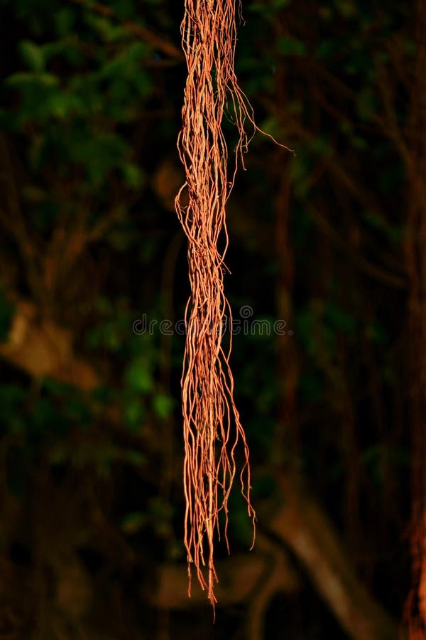 Aerial roots stock photo. Image of aged, pattern, clinging - 88099974