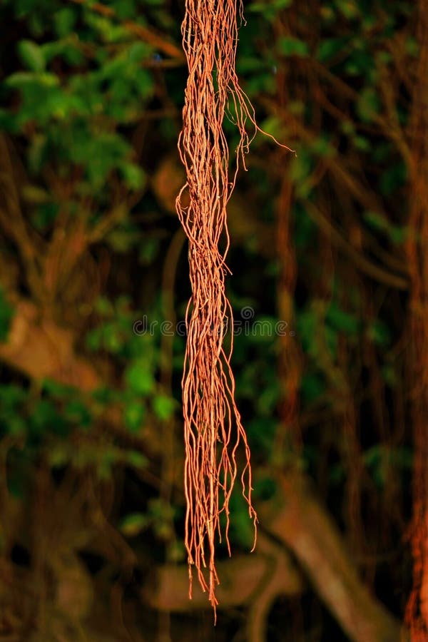 Aerial roots stock photo. Image of ficus, botany, leaves - 88453106