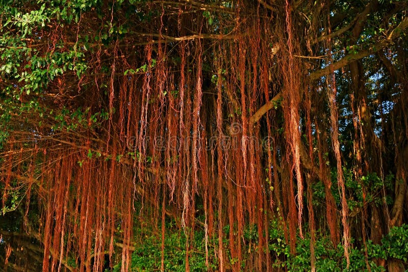 Aerial roots stock photo. Image of grain, aerial, aged - 90293854
