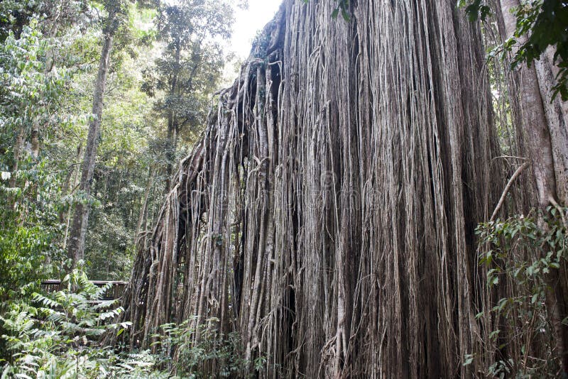 Roots of a Big Ficus Tree in the Jungle, Atherton Tablelands, Australia ...