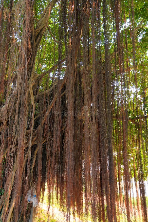 Aerial roots stock photo. Image of aerial, parvifolia - 317043218