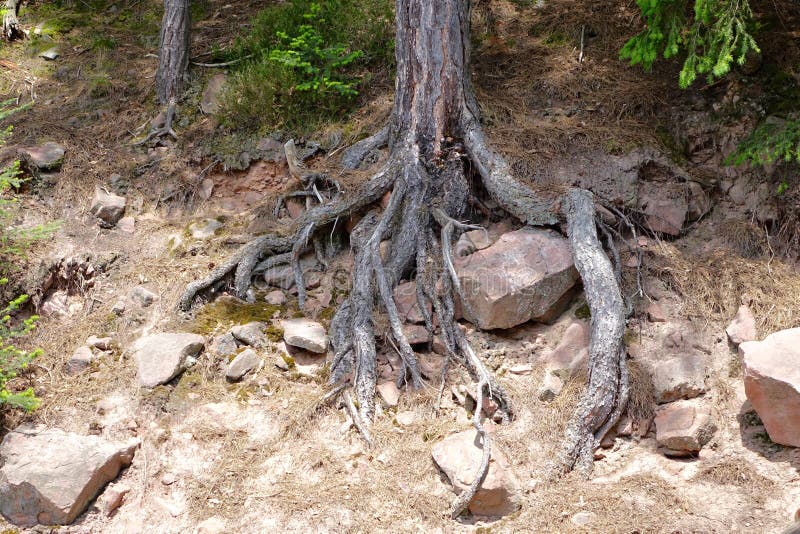 Aerial roots stock image. Image of plant, botanical, large - 54953833