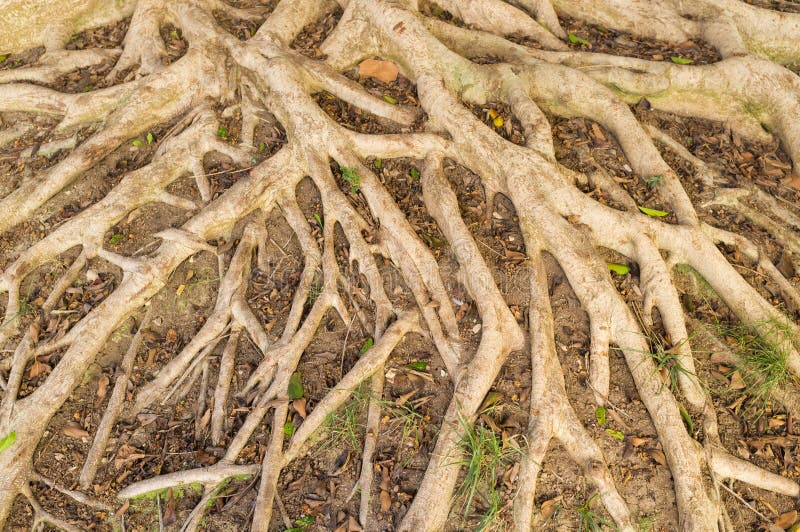 Aerial roots stock photo. Image of frame, terrain, interlaced - 45707150