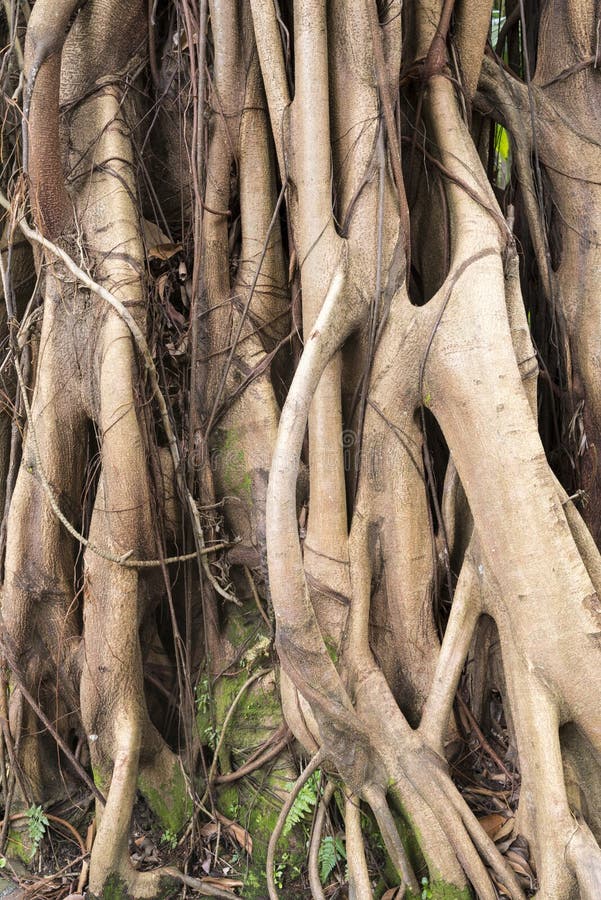 Aerial roots stock image. Image of tropical, giant, ficus - 47822217