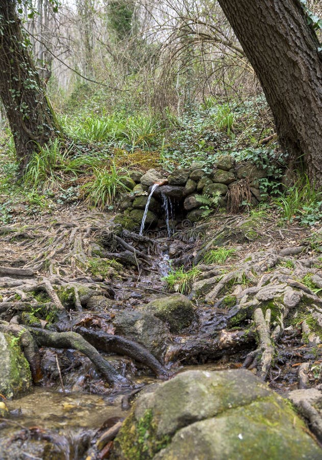 Aerial Roots of Tree in the Ground Next To Water Source Wet Area in ...