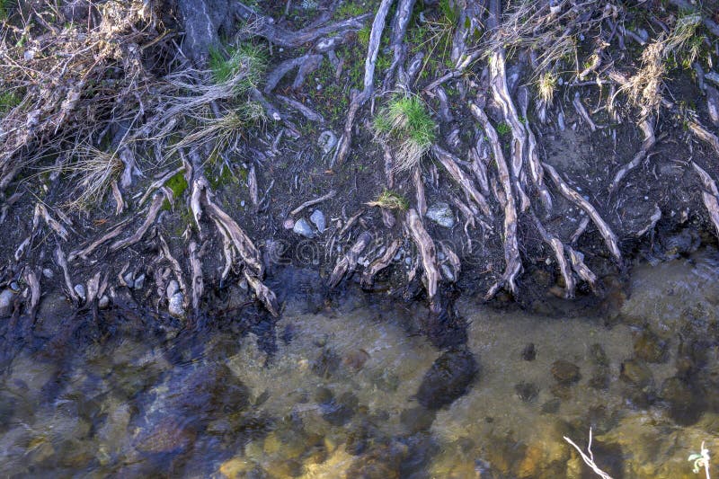 Aerial Roots of Tree Looking for the Stream Water Horizontally Stock ...