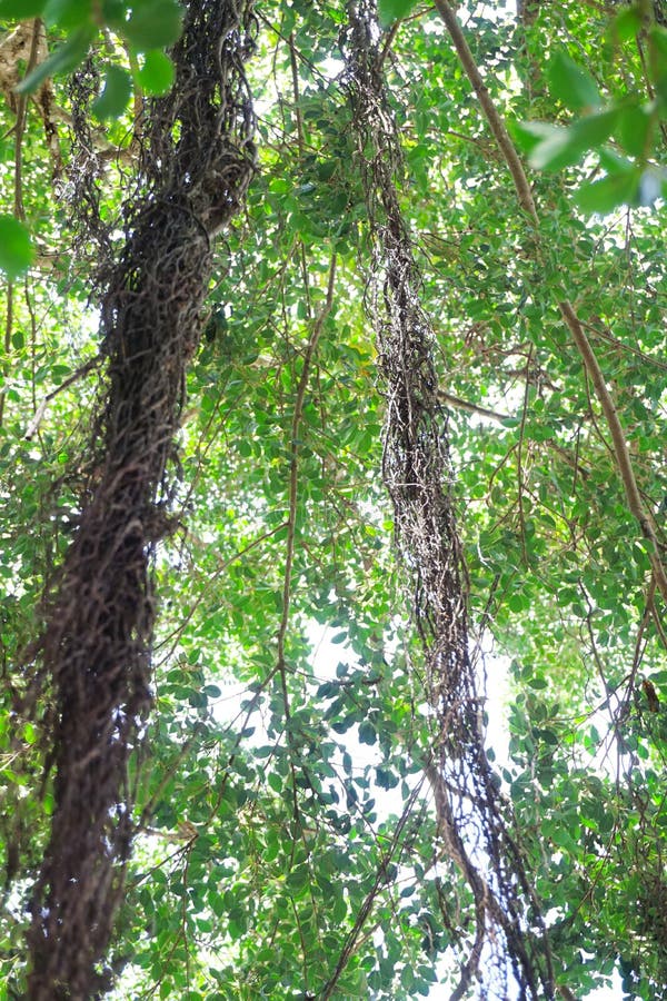 Aerial Roots on Tree with Low Angle Stock Image - Image of natural ...