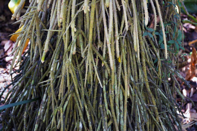 Aerial roots of tree stock image. Image of figs, bright - 71486903