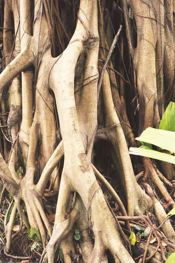 Aerial roots stock image. Image of tropical, giant, ficus - 47822217