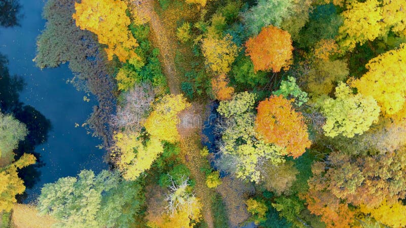 Aerial Rotating Top-down View of a Path in an Autumn Forest Stock ...