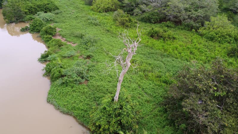 Aerial Rotating View Dead Bare Tree Stock Footage - Video of drone ...