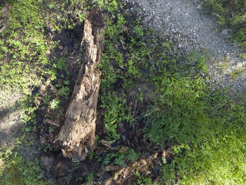 Scene of the Decomposed Oil Palm Tree Trunk Lying on the Meadow Stock ...