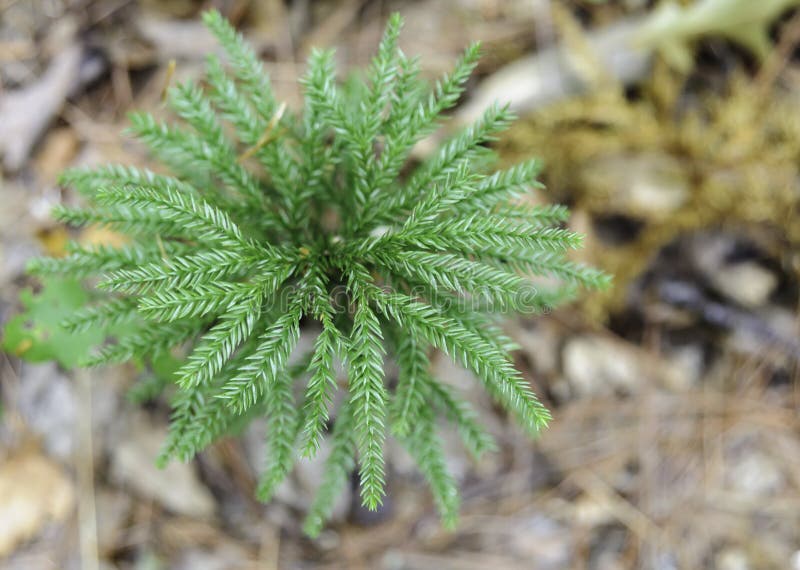 Princess Pine or Ground Moss Stock Photo - Image of natural, princess ...