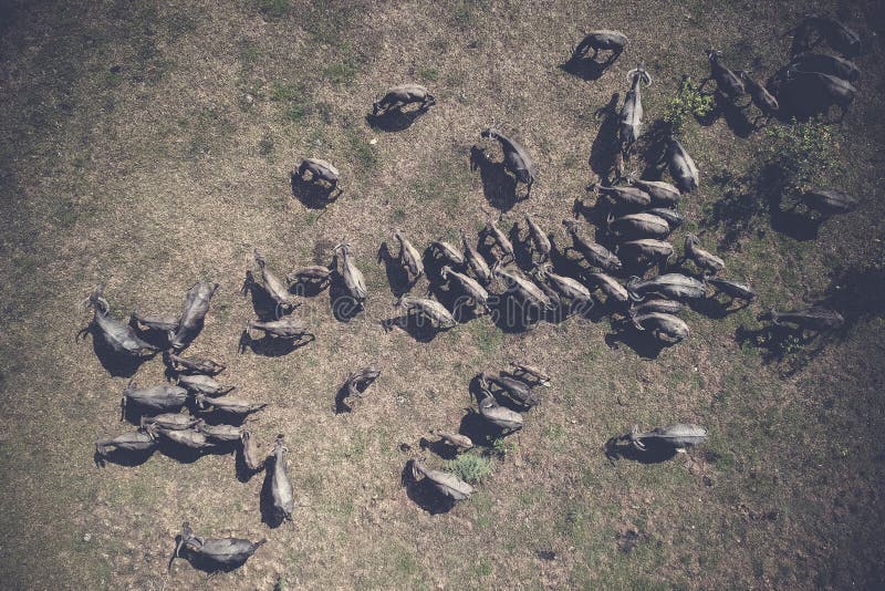 Aerial, Shot, Animals stock photo. Image of aerial, view - 119926332