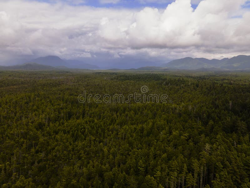 Aerial Shot of a Beautiful Forest Stock Photo - Image of colours ...