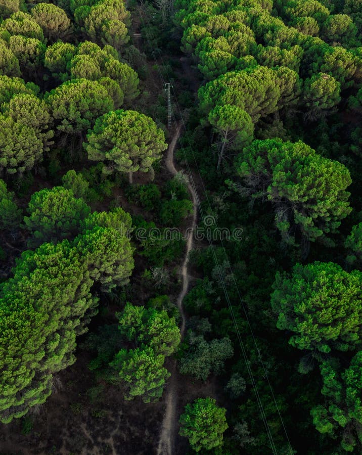 Aerial Shot of a Beautiful Forest with a Long Pathway Stock Photo ...