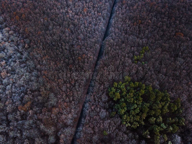 Aerial Shot of a Beautiful View of a Forest Stock Image - Image of ...