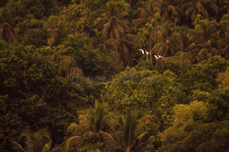 Aerial Shot of Birds Flying Over Green Thick Forest Stock Image - Image ...