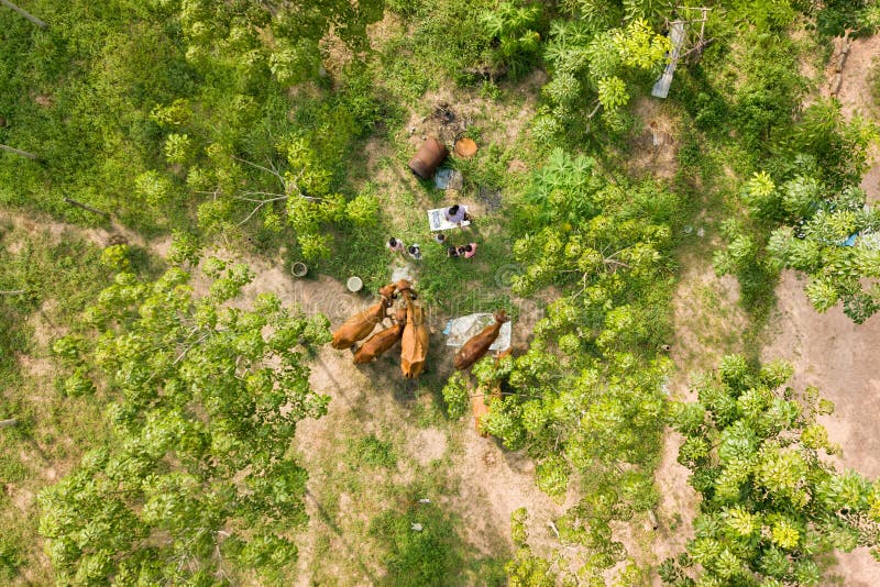 Aerial Shot of Children Feed the Cows by Grass in Farm. - Image Stock ...