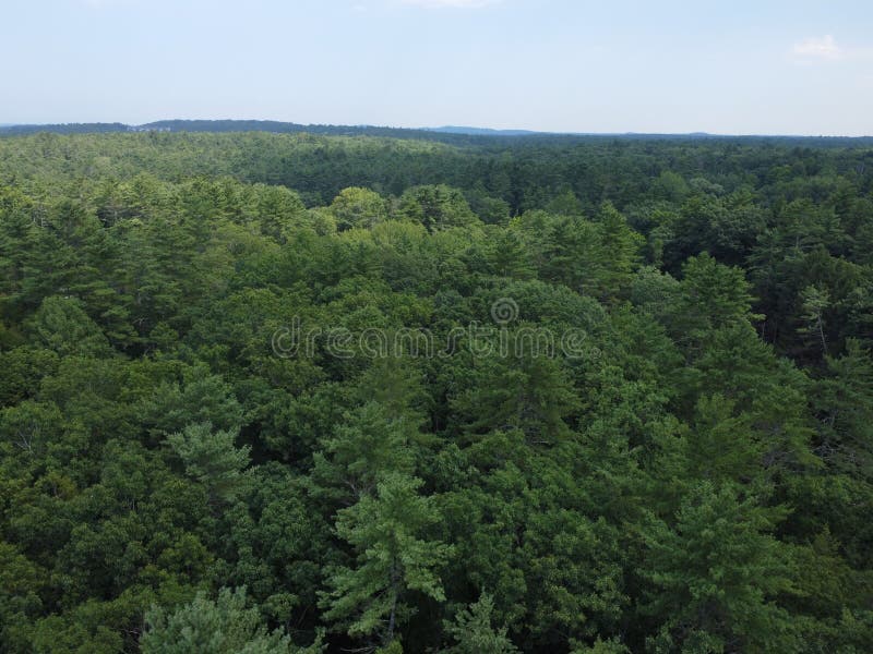 Aerial Shot of a Dense Forest Under a Blue Sky Stock Photo - Image of ...