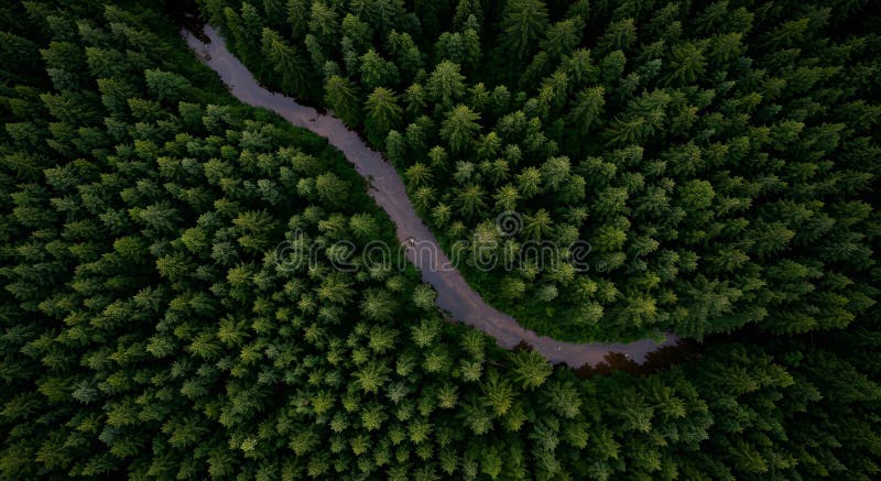 Aerial View of Dense Forest with Winding Path, Ai Generated Stock ...
