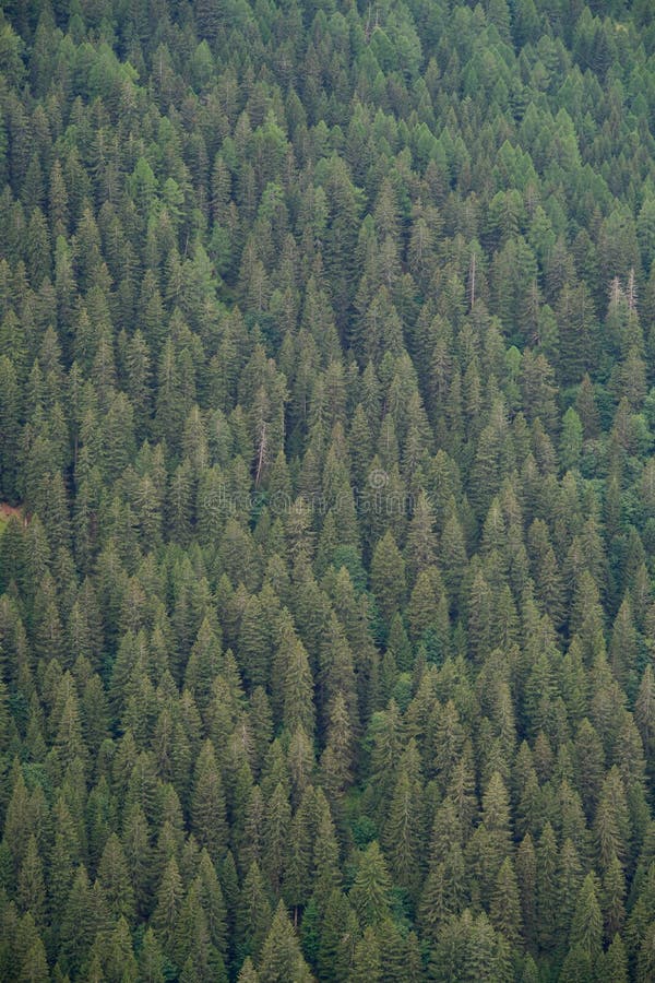 Aerial Shot of a Dense Pine Forest during Daytime Stock Photo - Image ...