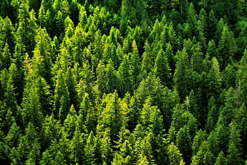 Aerial Shot of Evergreen Fir Trees Under a Sunlight Stock Photo - Image ...