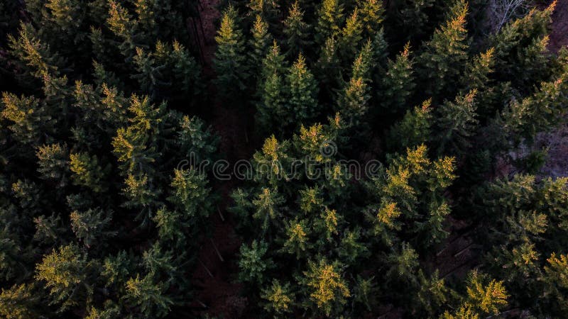 Aerial Shot of an Evergreen Forest Stock Image - Image of trees ...
