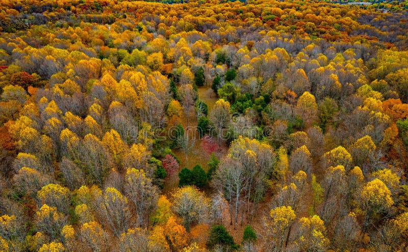 Aerial Shot of Fall Foliage in a Forest. Stock Photo - Image of season ...