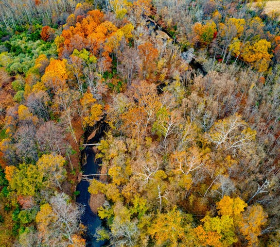 Aerial Shot of Fall Foliage in a Forest. Stock Photo - Image of scenic ...