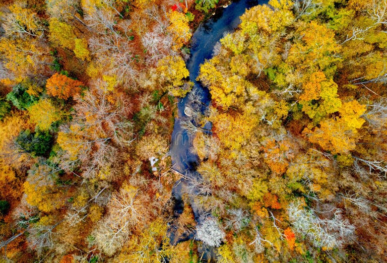 Aerial Shot of Fall Foliage in a Forest. Stock Image - Image of fall ...