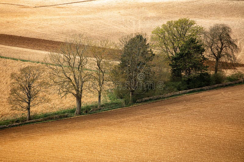 Aerial Shot of a Few Trees in a Line in the Desert Stock Photo - Image ...