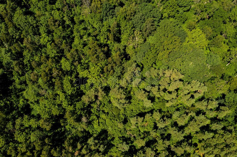 Aerial shot of forest stock image. Image of leaves, damage - 154165867