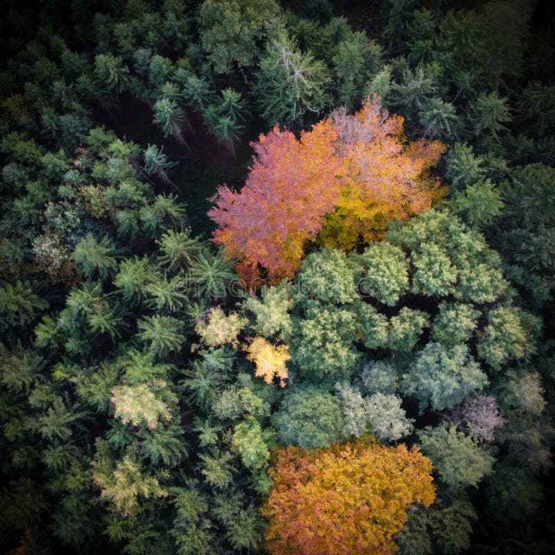 Aerial Shot of a Forest in Autumn Stock Image - Image of colorful ...