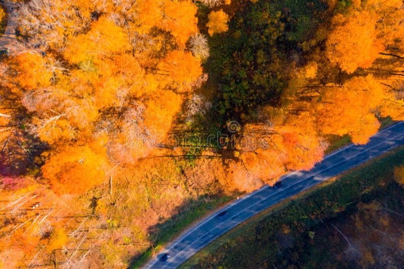 Aerial Shot of a Golden Forest in Autumn Stock Photo - Image of aerial ...