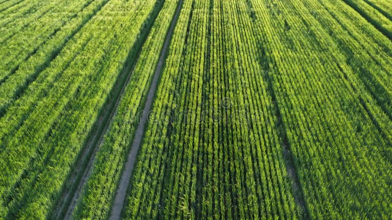 Aerial Shot of a Grass Field with the Sunlight on it Stock Video ...