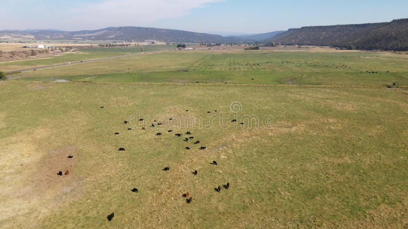 Aerial Shot of the Grazing Cattle in Oregon High Desert Stock Video ...