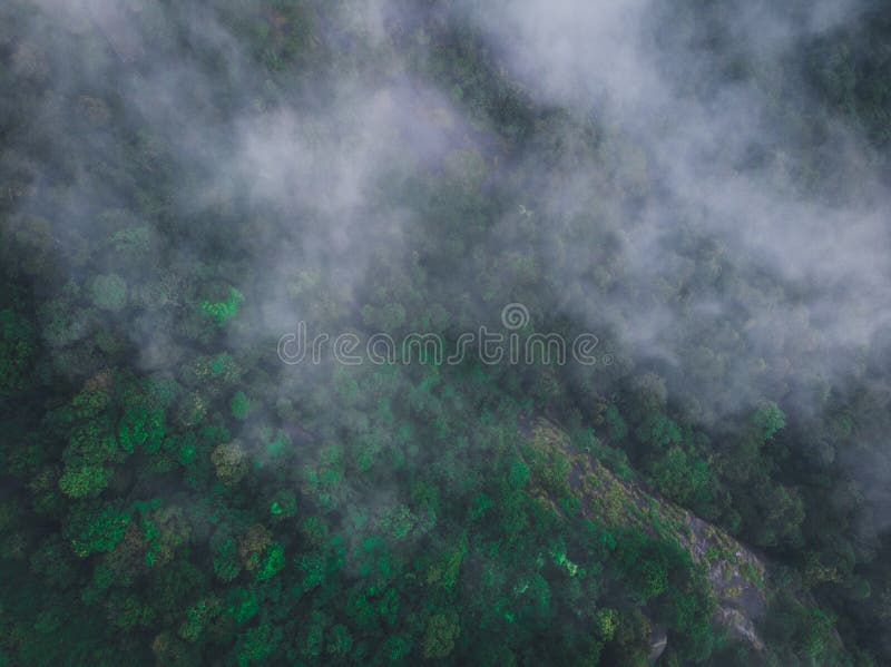 Aerial Shot of a Green Forest Covered with Fog Stock Photo - Image of ...