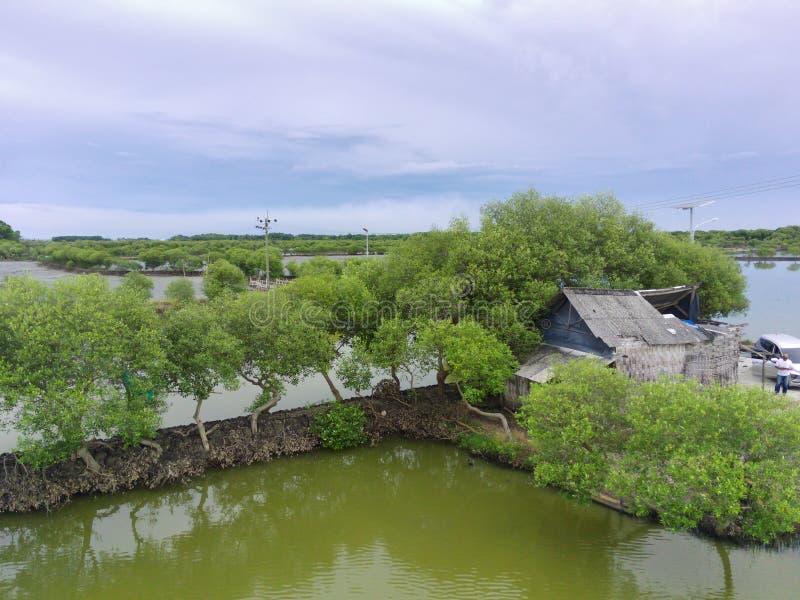 Mangrove Ponds in Mengare Gresik East Java Indonesia Stock Photo ...