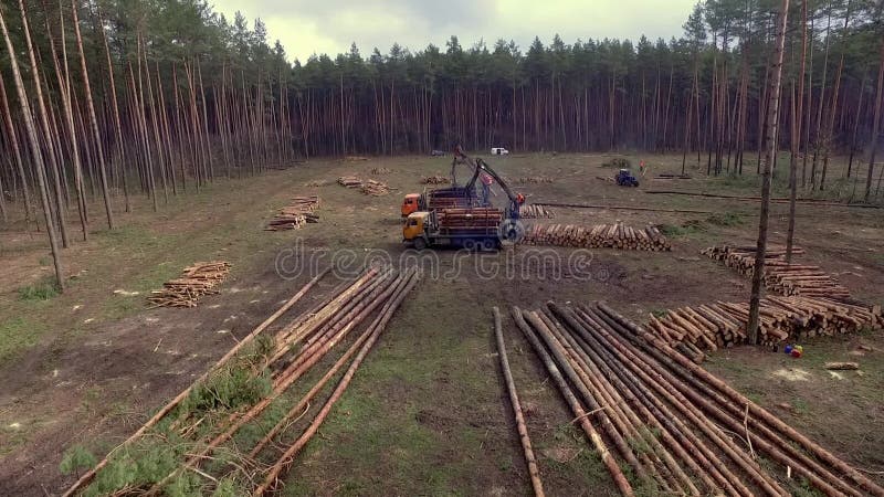 Aerial Shot. the Mechanical Arm of a Specialized Bark Removing Machine ...
