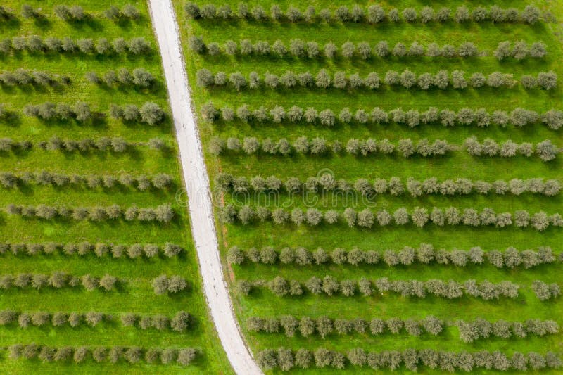 Aerial Shot of an Olive Grove Stock Image - Image of tree, colours ...